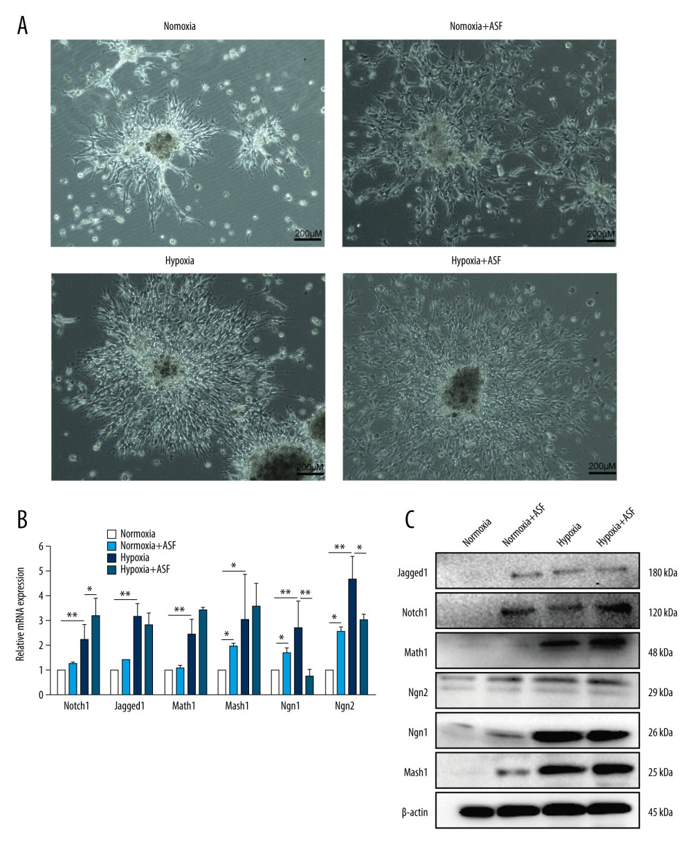 Medical Science Monitor | Astragalus Flavone Induces Proliferation and ...