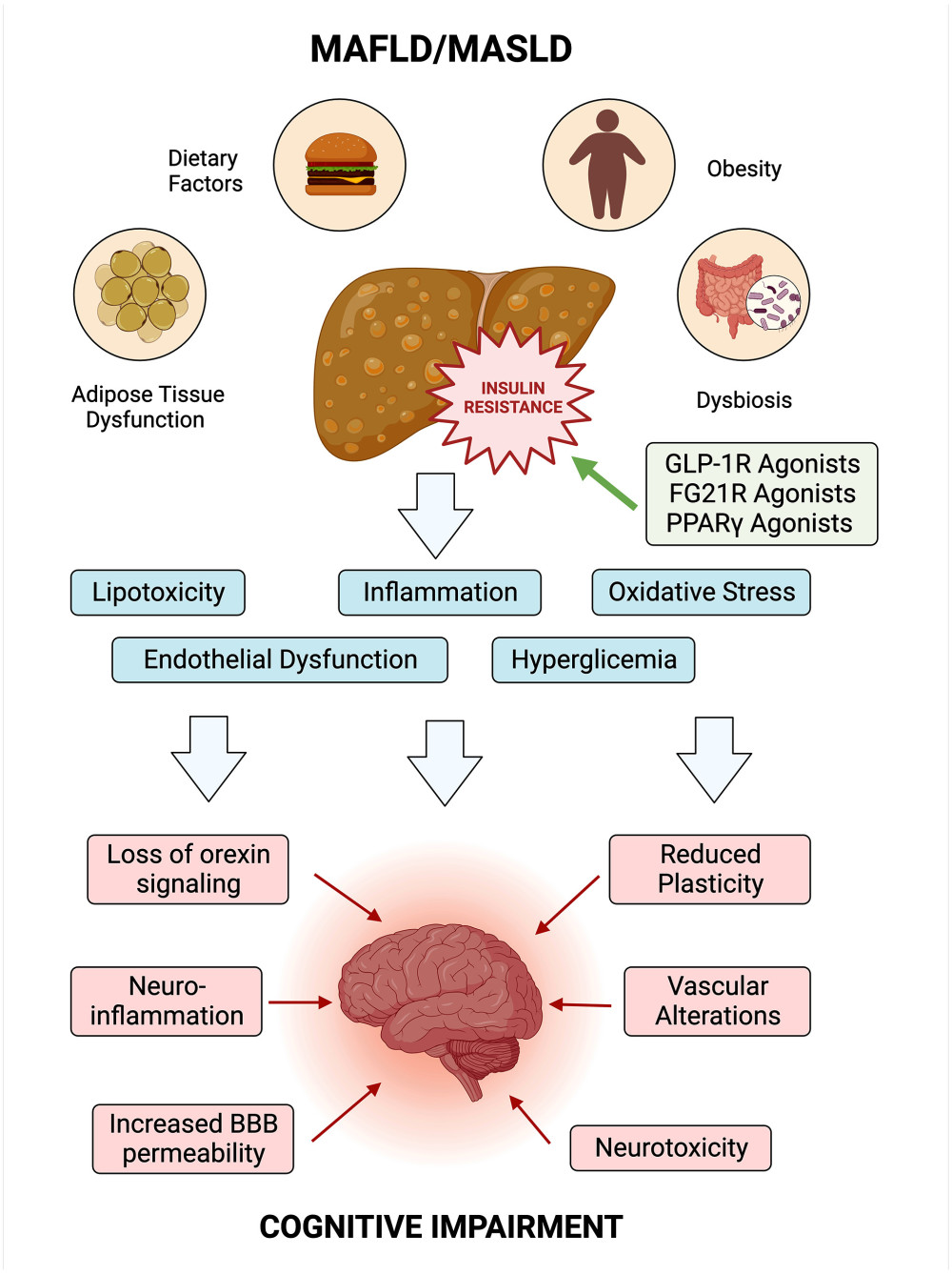Medical Science Monitor | From Liver to Brain: How MAFLD/MASLD Impacts ...